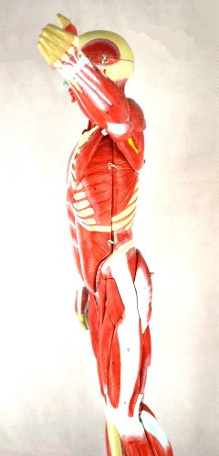 Wellden Product Anatomical Human Muscular Figure Model, 27-part, 1/2 Life Size, Numbered