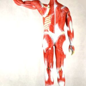 Wellden Product Anatomical Human Muscular Figure Model, 27-part, 1/2 Life Size, Numbered