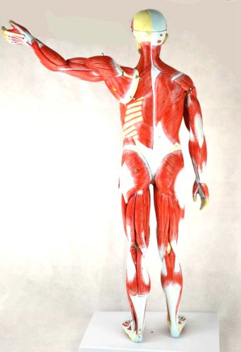 Wellden Product Anatomical Human Muscular Figure Model, 27-part, 1/2 Life Size, Numbered