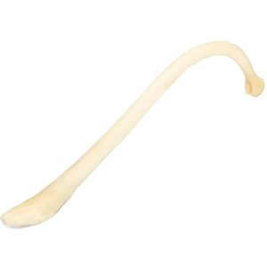 clear creek trading raccoon penile bone