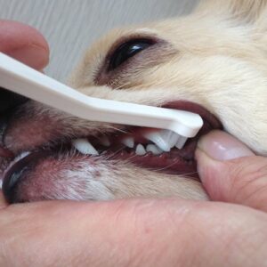 Toothbrush for toy breed dogs easy to use made in Japan Kenko care by Mind Up (Micro Head)