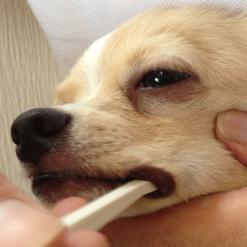 Toothbrush for toy breed dogs easy to use made in Japan Kenko care by Mind Up (Micro Head)