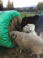 Big Bale Buddy Large