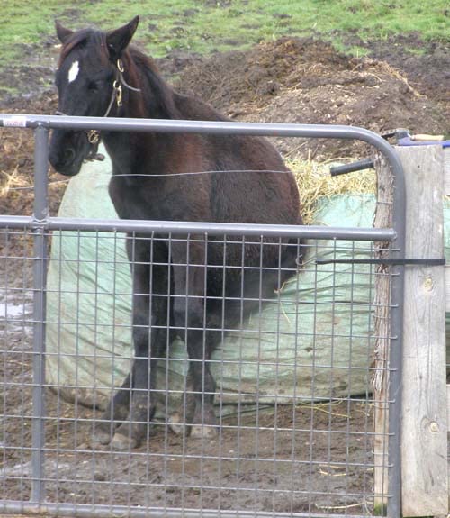 Big Bale Buddy Large