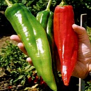 numex big jim chili pepper seeds ► heirloom numex pepper seeds (10+ seeds) award winning 12+ inches long! ◄ by powergrow system