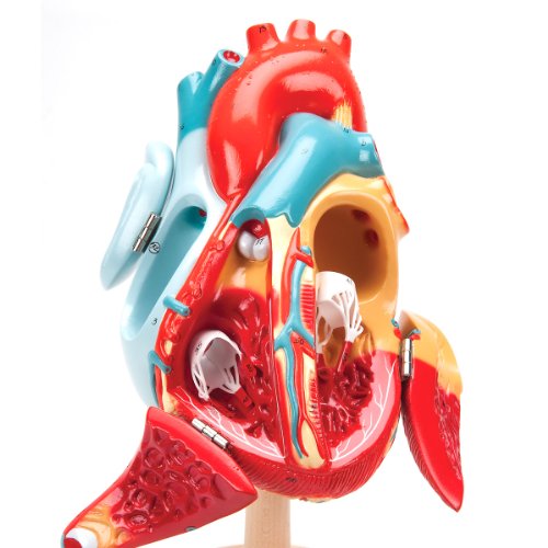 Denoyer Geppert 0140-00 The Original Heart of America Model, 7" Length x 7" Width x 15" Height