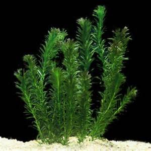 live aquatic plant - bunch anacharis