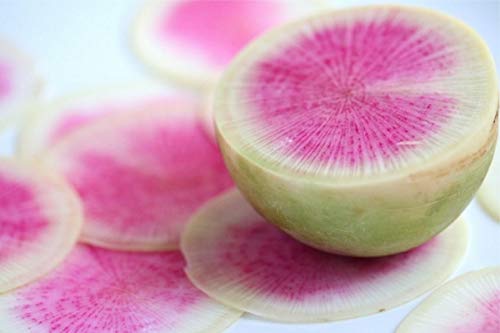 Watermelon Radish Seeds - Inside is red to Pink, Very Sweet and Crisp MMmmmm. (50 - Seeds)