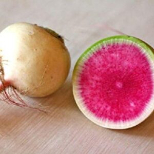 Watermelon Radish Seeds - Inside is red to Pink, Very Sweet and Crisp MMmmmm. (50 - Seeds)