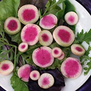 Watermelon Radish Seeds - Inside is red to Pink, Very Sweet and Crisp MMmmmm. (50 - Seeds)