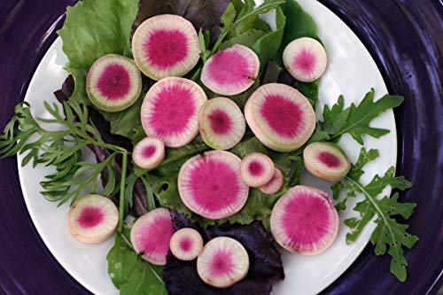 Watermelon Radish Seeds - Inside is red to Pink, Very Sweet and Crisp MMmmmm. (50 - Seeds)