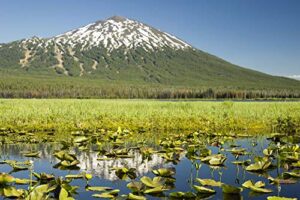 posterazzi pddus38swr0112 lilly pads, marsh at dutchman flats, near sparks lake, eastern oregon, usa photo print, 18 x 24, multi