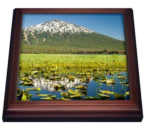 3drose lilly pads, marsh at dutchman flats, near sparks lake, oregon, usa - trivets (trv_332029_1)