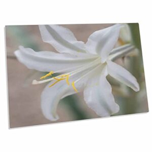 3drose california. desert lily growing in anza borrego desert... - desk pad place mats (dpd-278611-1)