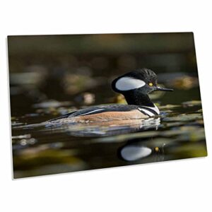 3drose usa, wa. male hooded merganser among lily pads on union... - desk pad place mats (dpd-332617-1)