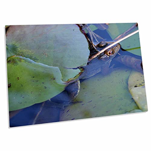 3dRose Photograph of Frog Hiding Under Lily pad in a Pond. - Desk Pad Place Mats (dpd-289772-1)