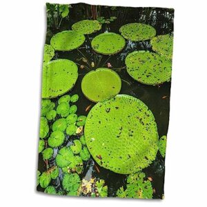 3drose lilly pads in ginger garden at singapore botanic gardens, singapore. - towels (twl-366353-1)