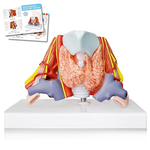 Evotech Human Neck Anatomical Model, Life Size Neck Region Anatomy Model Showing Arteries, Veins, Muscles and Bones with Base and Colorful Manual