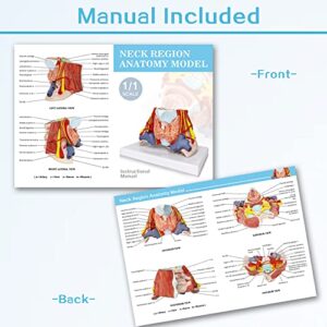 Evotech Human Neck Anatomical Model, Life Size Neck Region Anatomy Model Showing Arteries, Veins, Muscles and Bones with Base and Colorful Manual