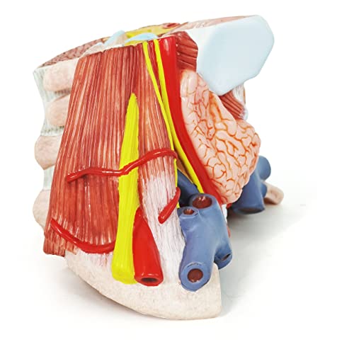 Evotech Human Neck Anatomical Model, Life Size Neck Region Anatomy Model Showing Arteries, Veins, Muscles and Bones with Base and Colorful Manual