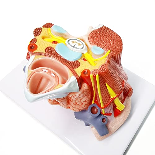 Evotech Human Neck Anatomical Model, Life Size Neck Region Anatomy Model Showing Arteries, Veins, Muscles and Bones with Base and Colorful Manual