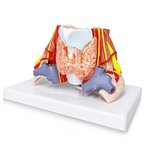 Evotech Human Neck Anatomical Model, Life Size Neck Region Anatomy Model Showing Arteries, Veins, Muscles and Bones with Base and Colorful Manual