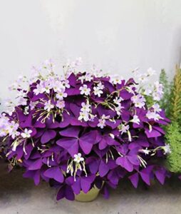 12pcs purple shamrocks bulbs good luck plant, purple oxalis bulbs for planting grows indoor or outdoor, oxalis triangularis bulbs the novice gardener's choice