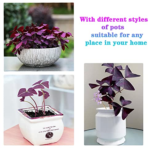 12PCS Purple Shamrocks Bulbs Good Luck Plant, Purple Oxalis Bulbs for Planting Grows Indoor or Outdoor, Oxalis Triangularis Bulbs The Novice Gardener's Choice