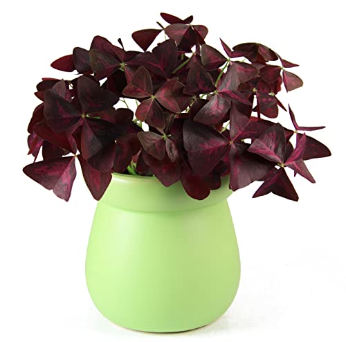 12PCS Purple Shamrocks Bulbs Good Luck Plant, Purple Oxalis Bulbs for Planting Grows Indoor or Outdoor, Oxalis Triangularis Bulbs The Novice Gardener's Choice