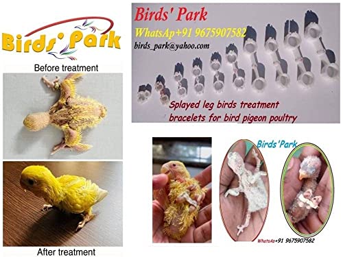 Birds' Park Splayed Leg Bird Treatment Bracelet Size: 3,4,5,6, &7mm(10 pcs)-Good for Baby Budgerigar, African Lovebird & Conure-by FedEx