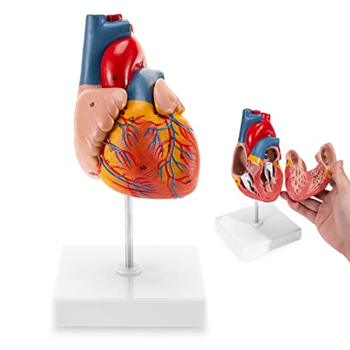 Winyousk Anatomy Heart Model, 1:1 Size Human Heart Model with 2-Part，48 Accurate Numbered Heart Model for Cardiac Labs, Medical Teaching, Hospitals