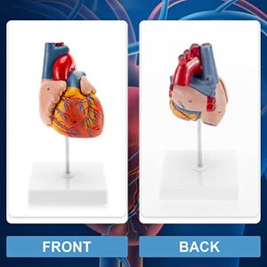 Winyousk Anatomy Heart Model, 1:1 Size Human Heart Model with 2-Part，48 Accurate Numbered Heart Model for Cardiac Labs, Medical Teaching, Hospitals