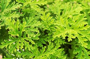 gardengeng 300+ citronella plant seeds for planting outdoors - organic - non-gmo - citronella geranium seeds to plant garden/bonsai