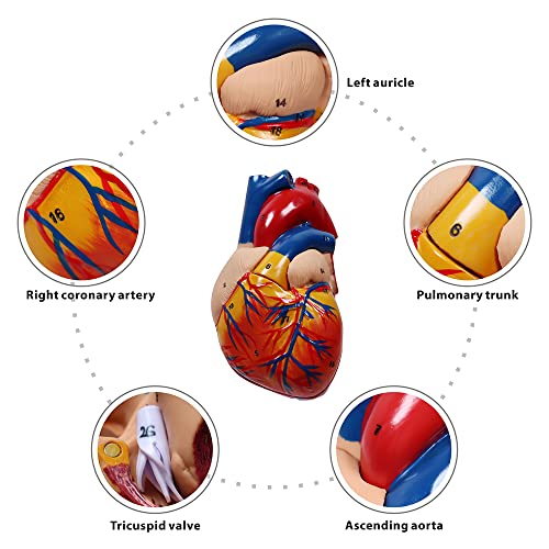 Aliwovo Anatomical Heart Model Life Size Human Heart Model Anatomy Used for Medical Education Study Include Detailed Instructions