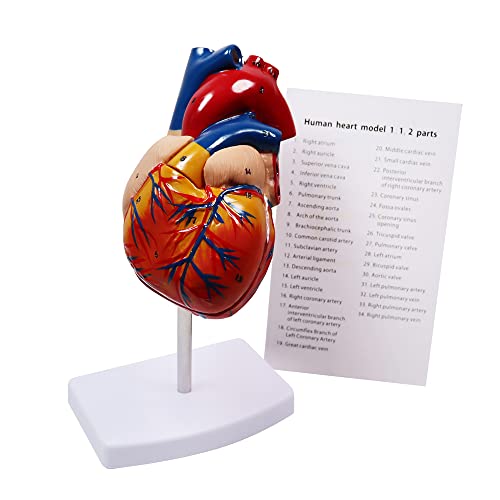 Aliwovo Anatomical Heart Model Life Size Human Heart Model Anatomy Used for Medical Education Study Include Detailed Instructions