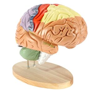 dyna-living human brain model anatomy 2x life size human brain anatomical model for neuroscience with color-coded detachable brain model for science research medical learning or model display