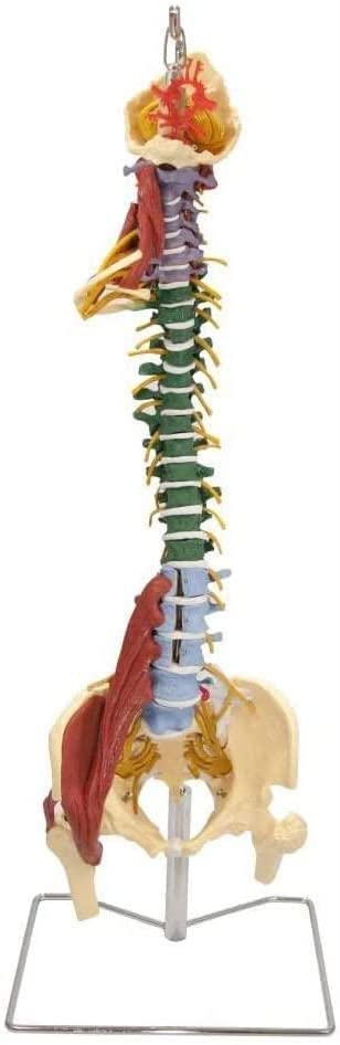 LHMYHHH Life Size Vertebral Column Model 85CM Anatomy Muscle Spine with Stand, with Spinal Nerves, Skull Base, and Pelvis for Teaching Tools