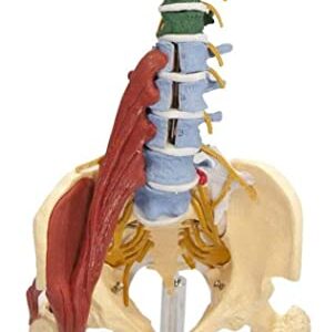 LHMYHHH Life Size Vertebral Column Model 85CM Anatomy Muscle Spine with Stand, with Spinal Nerves, Skull Base, and Pelvis for Teaching Tools