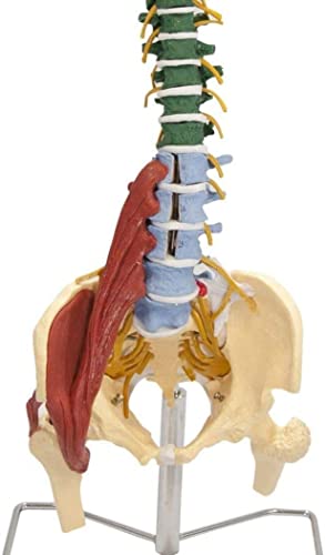 LHMYHHH Life Size Vertebral Column Model 85CM Anatomy Muscle Spine with Stand, with Spinal Nerves, Skull Base, and Pelvis for Teaching Tools