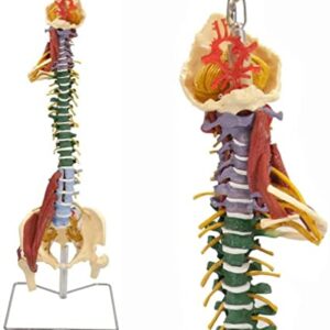 LHMYHHH Life Size Vertebral Column Model 85CM Anatomy Muscle Spine with Stand, with Spinal Nerves, Skull Base, and Pelvis for Teaching Tools