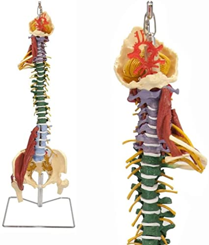 LHMYHHH Life Size Vertebral Column Model 85CM Anatomy Muscle Spine with Stand, with Spinal Nerves, Skull Base, and Pelvis for Teaching Tools