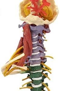 LHMYHHH Life Size Vertebral Column Model 85CM Anatomy Muscle Spine with Stand, with Spinal Nerves, Skull Base, and Pelvis for Teaching Tools