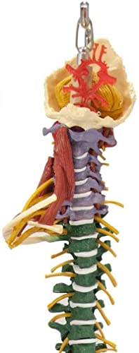 LHMYHHH Life Size Vertebral Column Model 85CM Anatomy Muscle Spine with Stand, with Spinal Nerves, Skull Base, and Pelvis for Teaching Tools