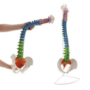 dyna-living life size human spine model 33.46in/85cm spine anatomical model colored flexible spine model with vertebrae cervical lumbar spine anatomy model with nerves used for medicine research