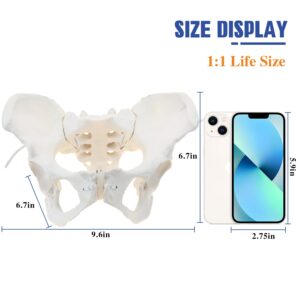 HINGONS Female Pelvis Model with Elastic Rope, Life Size Flexible Female Pelvic Skeleton Model, Hip Bone Pelvic Model Female Anatomical Model for Science Education