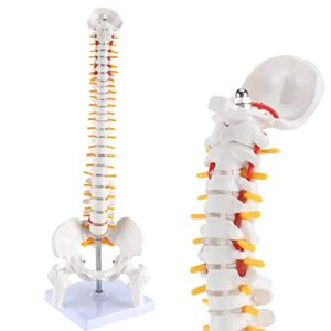 hingons miniature spine anatomy model, 15.5" mini vertebral column model details vertebrae, spinal nerves, lumbar & pelvis, with stand for medical students and chiropractors (includes product manual)