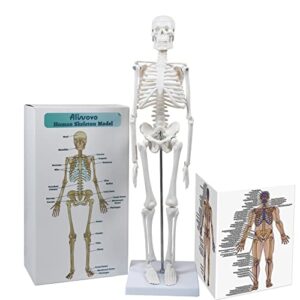 aliwovo skeleton model anatomy mini human anatomical skeleton medical education study 17.7"model with colorful manual and exquisite packaging