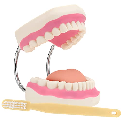 Giant Teeth Dental Demonstration Model with Toothbrush,Enlarged 6 Times Standard Size Mouth Model, Denture Teaching Model for Teaching and Study