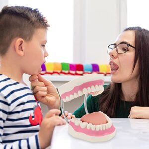 Giant Teeth Dental Demonstration Model with Toothbrush,Enlarged 6 Times Standard Size Mouth Model, Denture Teaching Model for Teaching and Study