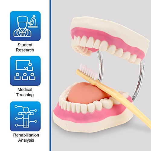 Giant Teeth Dental Demonstration Model with Toothbrush,Enlarged 6 Times Standard Size Mouth Model, Denture Teaching Model for Teaching and Study